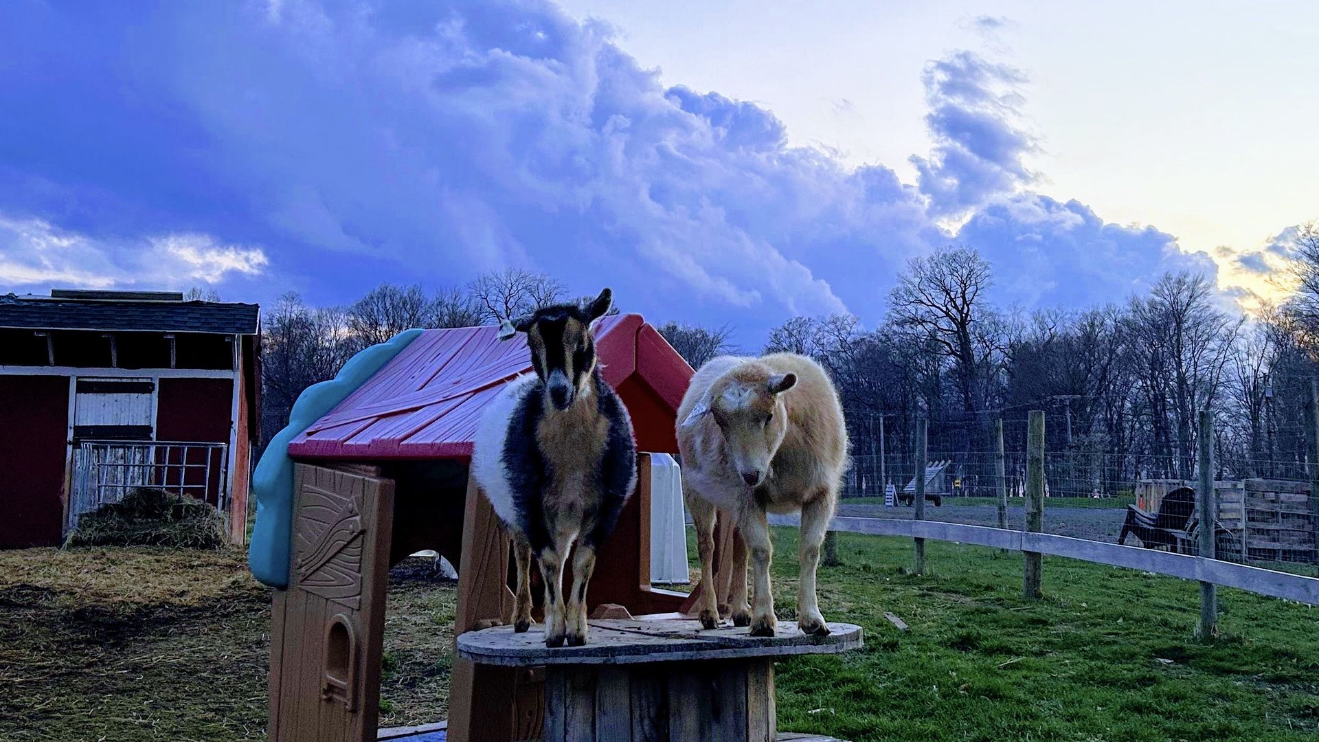 Farm Camp (Week 3) | Bowen Family Farm